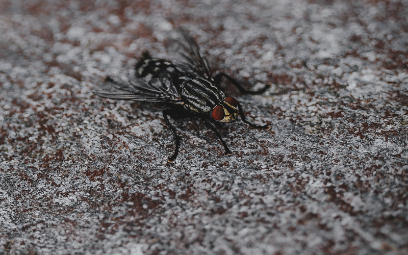 "Sa musca macedda": la creatura mostruosa custode dei tesori